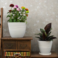 Gomphrena in Pots: The Complete Guide to Growing Globe Amaranth ...