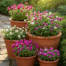 Gomphrena in Pots: The Complete Guide to Growing Globe Amaranth ...