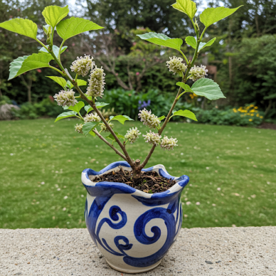 Mulberries in Pots: The Complete Guide to Growing Delicious Fruit ...